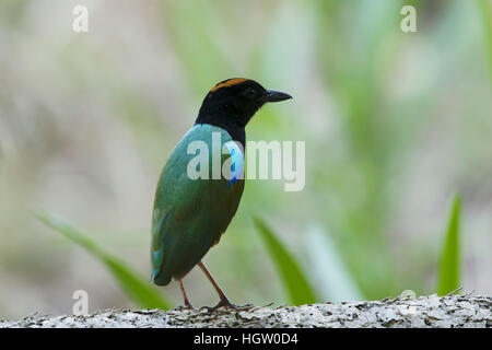 Rainbow Pitta - foraging on rainforest floor Pitta iris Howard Spring ...