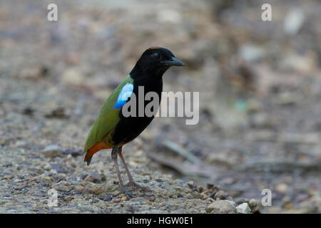Rainbow Pitta - foraging on rainforest floor Pitta iris Howard Spring ...