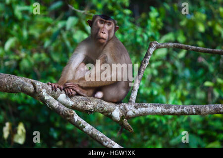 A male SHORT TAILED or STUMP TAILED MACAQUE in the KINABATANGAN RIVER ...