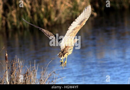 Spooked European Bittern (Botaurus stellaris) taking off into flight ...