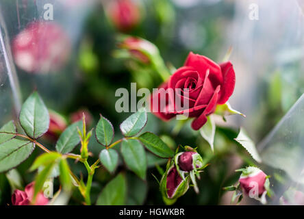 Small red roses macro in the garden. Red roses blossom, fresh natural ...