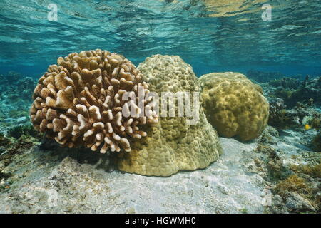 Lobe coral Porites lobata on the ocean floor, lagoon of Tahiti Stock ...