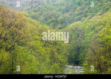 Spring along the West Branch of the Westfield River, Chester ...