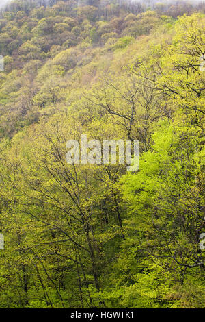 Spring along the West Branch of the Westfield River, Chester ...