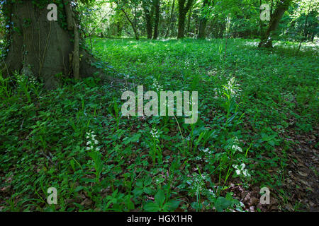 Narrow leaved Helleborine (Cephalanthera longifolia) in Springtime ...