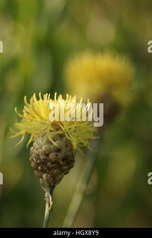 Globe knapweed (Centaurea macrocephala), flower, flowering, perennial ...