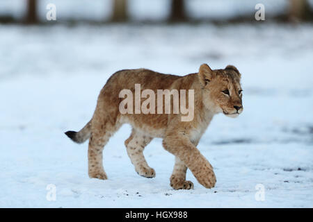 A lion cub in the snow at Blair Drummond Safari Park near Stirling ...