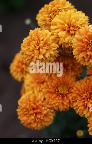 South Pennine flowers Stock Photo - Alamy