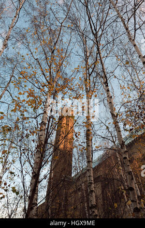 Silver birch trees on Southbank, outside of the Tate Modern, London ...