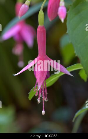 A single Fuchsia flower hanging in a shady garden Stock Photo - Alamy