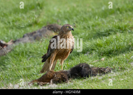 Swamp Harrier - feeding on dead possum Circus approximans Bruny Island ...