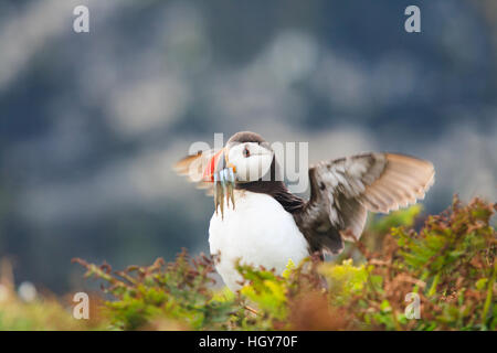 Puffin (Fratercula arctica) seabird returning to its burrow nest with a ...