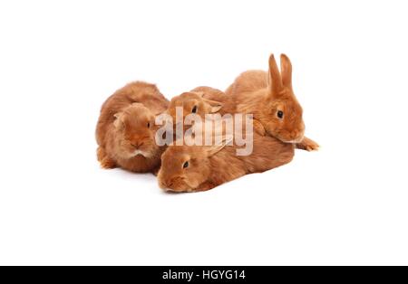New Zealand purebred red baby rabbits on white tablecloth Stock Photo ...