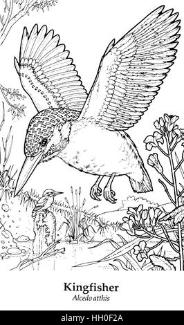 Kingfisher Alcedo atthis. Black on white line drawing Stock Photo - Alamy