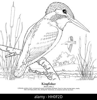 Kingfisher Alcedo atthis. Black on white line drawing Stock Photo - Alamy
