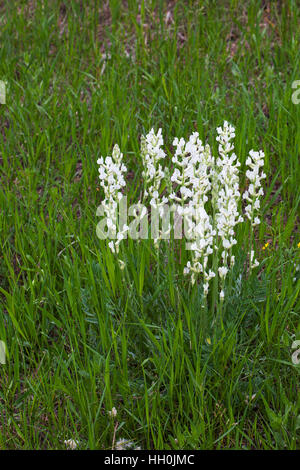 Silky locoweed (Oxytropis sericea) on roadside verge, Rocky Mountain ...