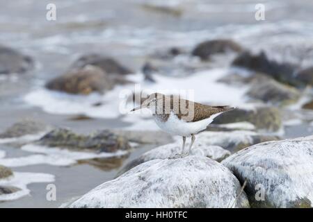 Common sandpiper on rock Stock Photo - Alamy