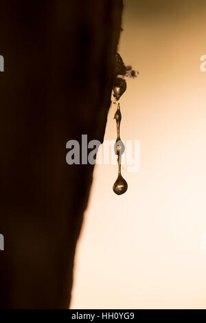 Close up of amber resin dripping from a damaged tree branch, showcasing ...