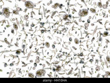 micrography showing lots of various freshwater microorganisms in light ...