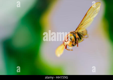 Flying Wasp, Insect on white background Stock Photo - Alamy