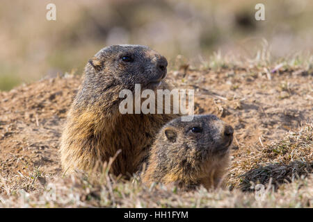 Alpine marmot groundhog Marmota marmota two duel fight battle fighting ...