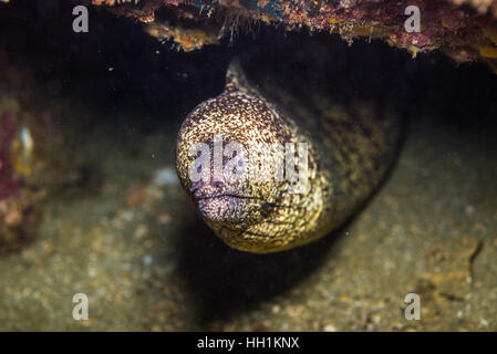Kidako moray (Gymnothorax kidako Temminck & Schlegel, 1846) at Owase ...