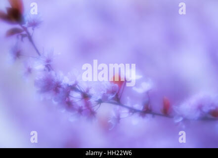 The first spring flowers of cherry tree Stock Photo - Alamy