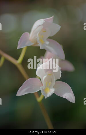 Orchid Cymbidium insigne Stock Photo - Alamy