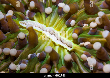 Polyps of a mushroom coral (Fungiidae) Pacific, Great Barrier Reef ...