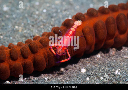 Emperor shrimp (Periclemenes imperator] perched on Harmonica sea ...