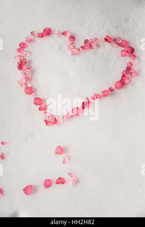 Frozen Pink roses with snow on top in warm light in garden Stock Photo ...