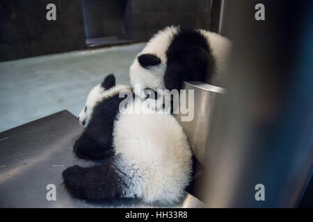 Pandas play with each other at Chengdu Research Base of Giant Panda ...