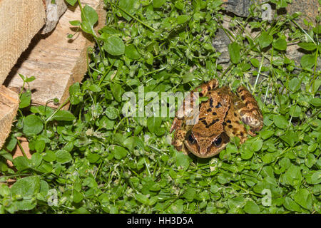 Mountain toad on a grass background at night with flash lighting ...