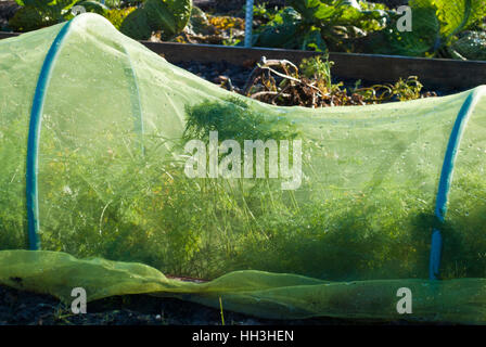 Protecting carrots using fine mesh netting Stock Photo - Alamy