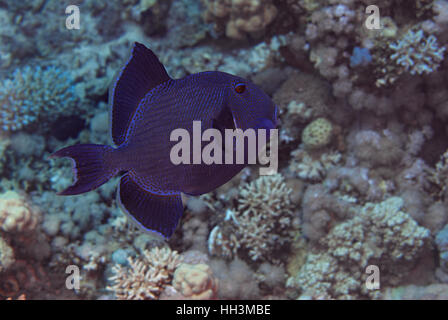 Redtooth Triggerfish, Odonus niger.This fish has the mouth open showing ...