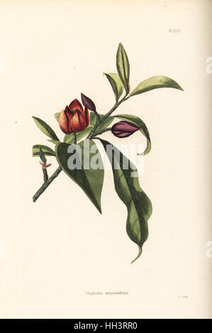 Banana shrub, port wine magnolia, Michelia figo (Magnolia fuscata ...
