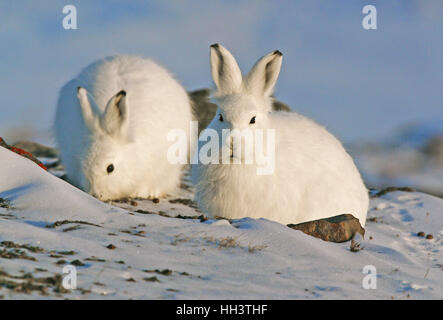 ARCTIC HARE (Lepus arcticus), or polar rabbit Stock Photo - Alamy