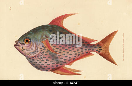 Lampris guttatus, opah, cravo, moonfish, kingfish, Jerusalem haddock ...