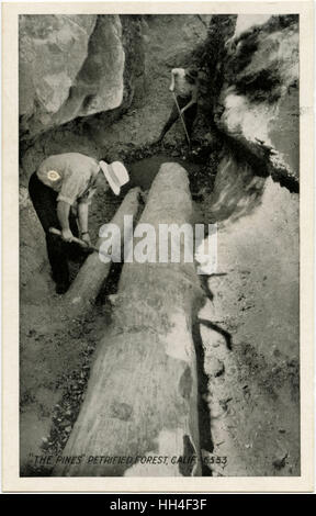 The Pines - Petrified Forest - Santa Rosa, California Stock Photo - Alamy