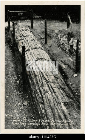 The Pines - Petrified Forest - Santa Rosa, California Stock Photo - Alamy