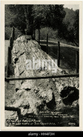 The Pines - Petrified Forest - Santa Rosa, California Stock Photo - Alamy