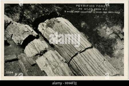 The Pines - Petrified Forest - Santa Rosa, California Stock Photo - Alamy