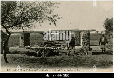 Water wheel (sakia) with oxen, Egypt Stock Photo - Alamy