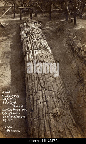 The Pines - Petrified Forest - Santa Rosa, California Stock Photo - Alamy