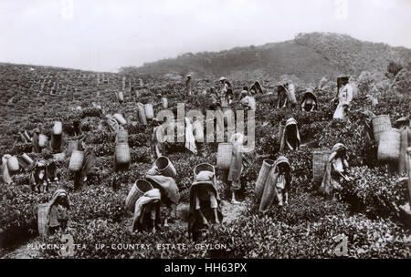 TEA CULTIVATION IN BRITISH INDIA, 1876: 1. Ging Tea Plantation Stock ...