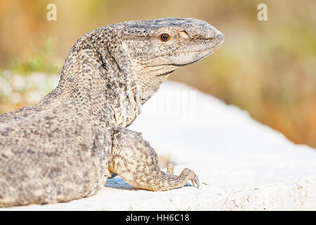 Monitor Lizard, Namibia Stock Photo - Alamy