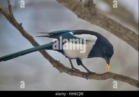 Magpie on a tree in winter Stock Photo - Alamy