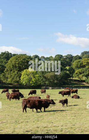 Sussex breed cows in field at Runnymede by River Thames, Surrey ...