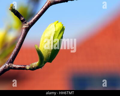 Magnolia tree blossom Magnolia "Butterflies" Yellow Magnolia Stock ...