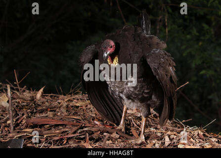 Australian Brush or bush turkey female digging nest hole with male ...